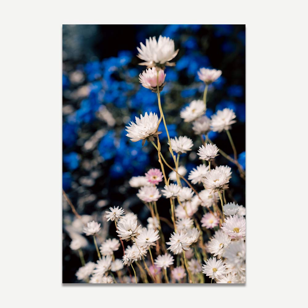 Shop Everlasting Paper Daisy Wall Art Print or Canvas I Oblong Shop