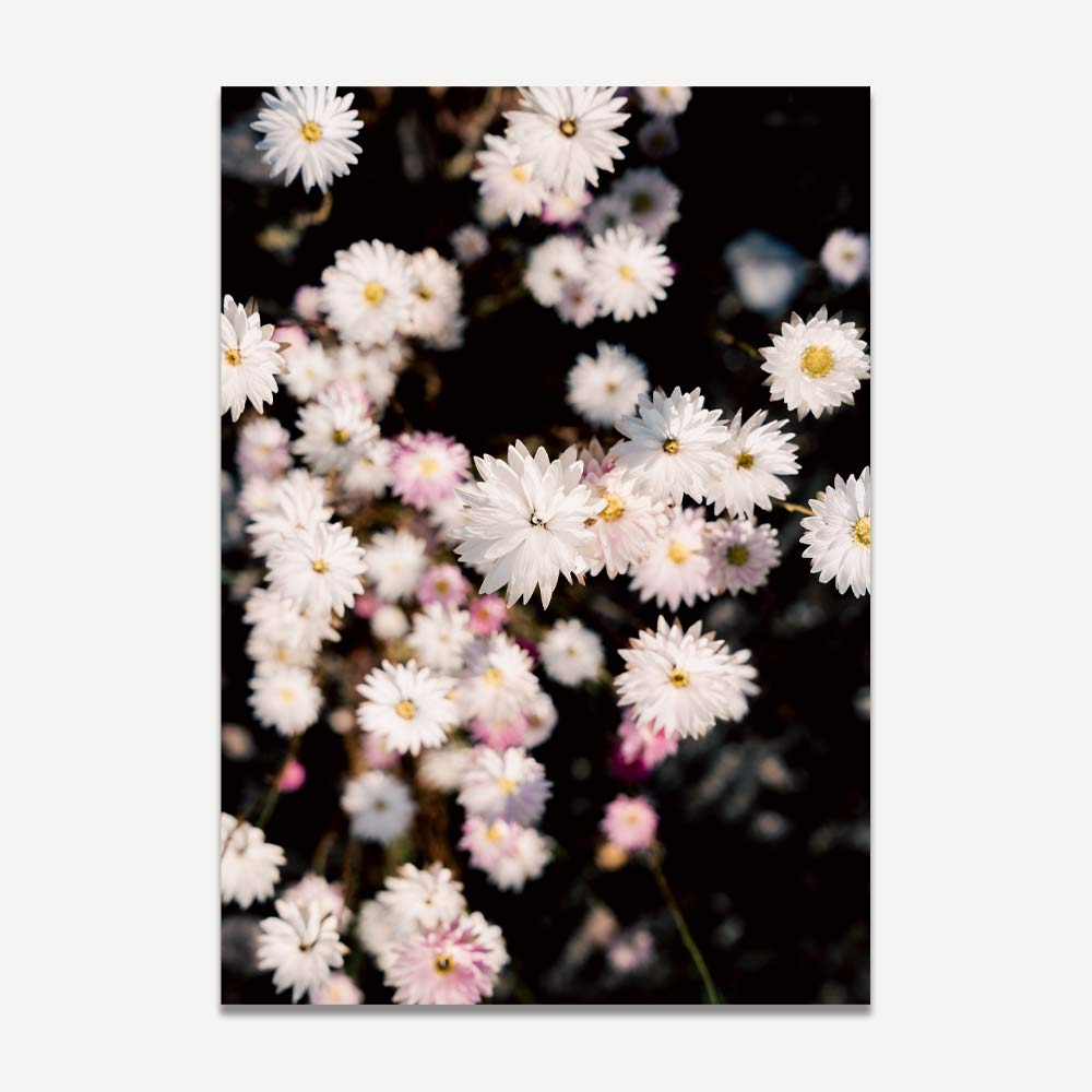 Shop Everlasting Paper Daisy Wall Art Print or Canvas I Oblong Shop