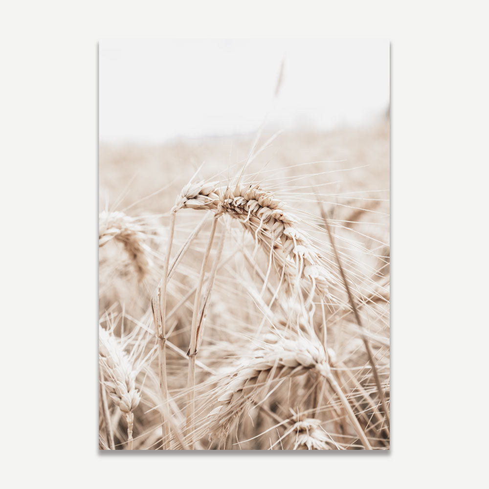 Shop Barley I Botanical Wall Art Print or Poster Online