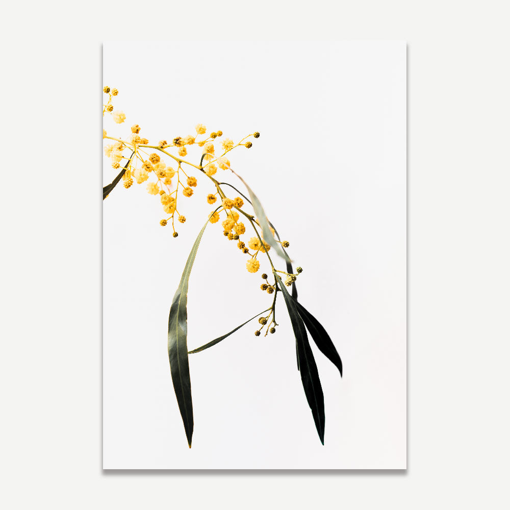 Buy Golden Wattle Flower Botanical Art Print or Poster